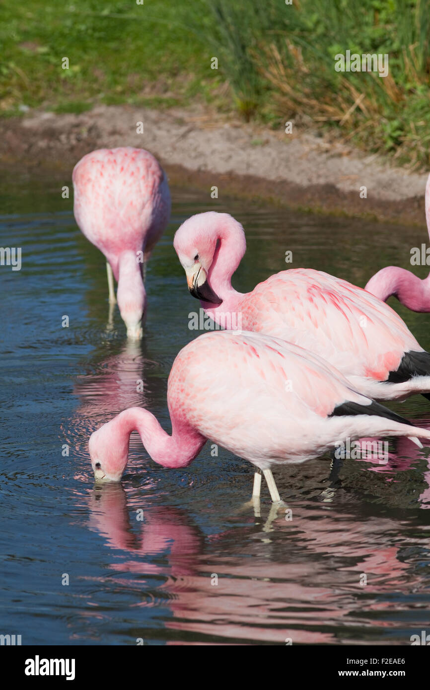 Andean Flamingos (Phoenicoparrus andinus). Native to high altitude ...