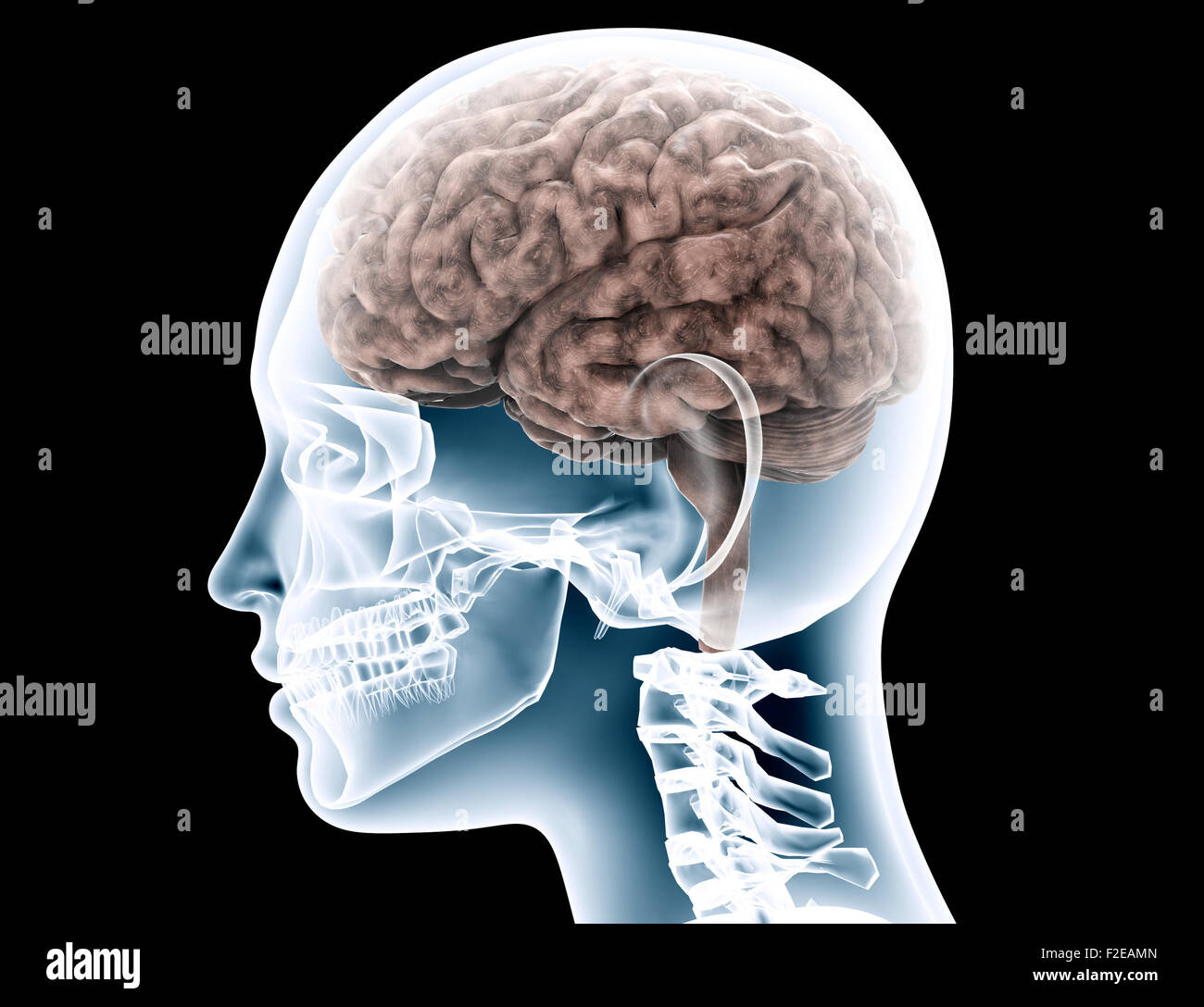 xray of a womans scull on black with clipping path Stock Photo - Alamy