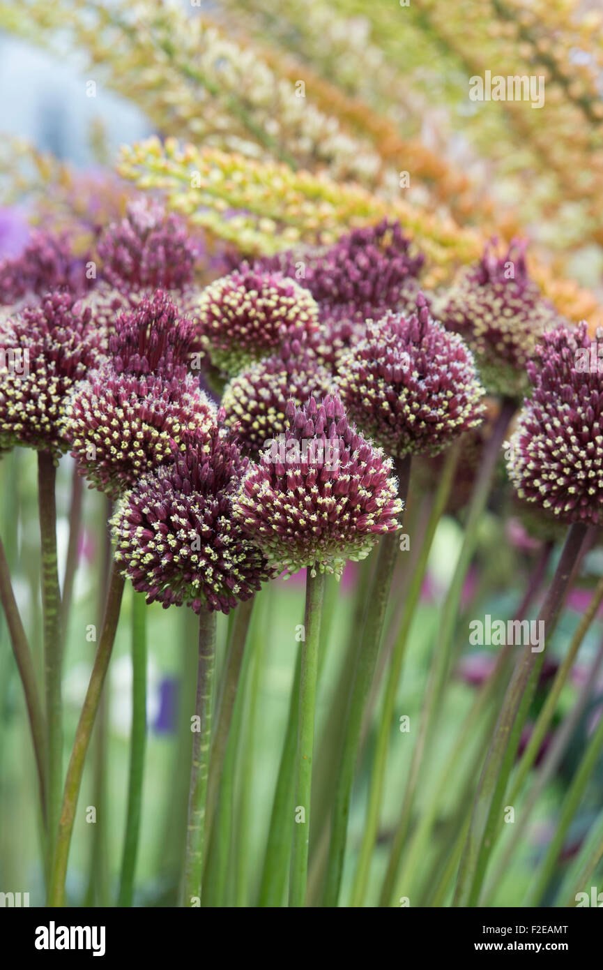Allium amethystinum 'Red Mohican' . Ornamental Flowering Onions in a ...