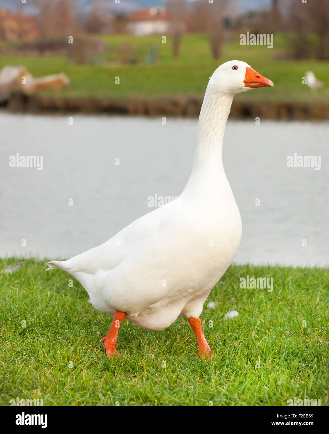 Beautiful White Goose