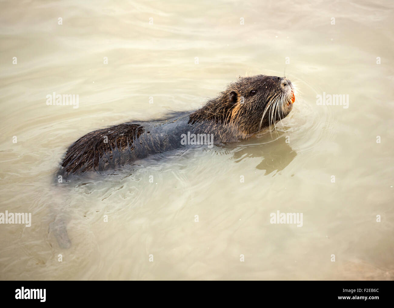 Coypu herbivorous hi-res stock photography and images - Alamy