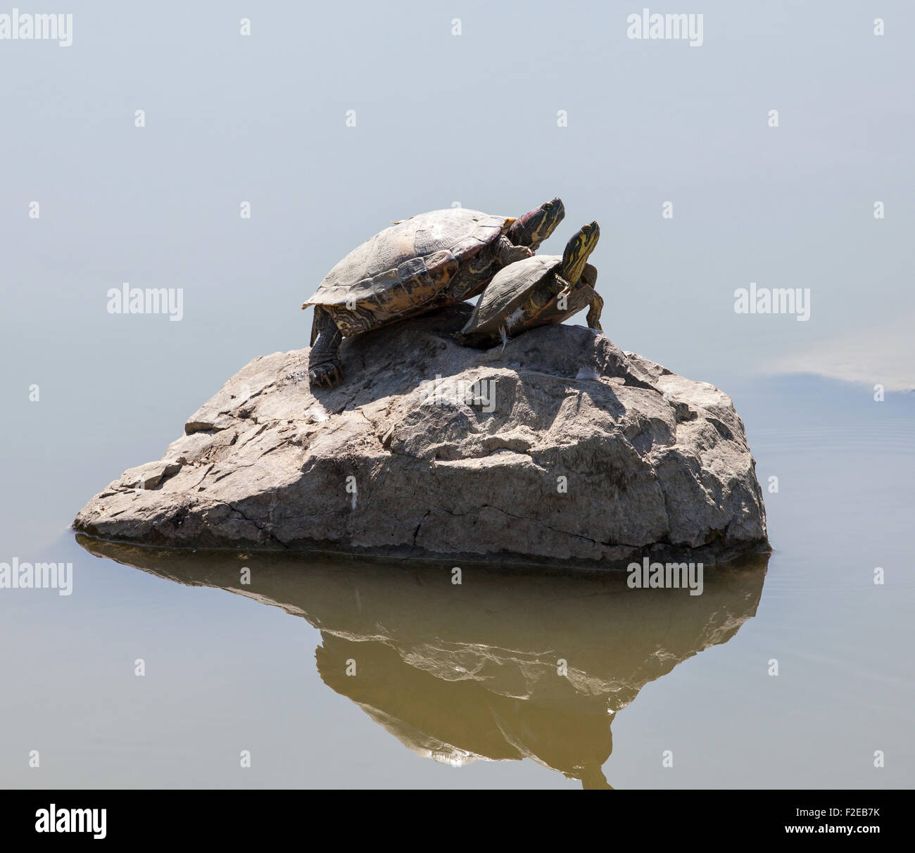 Turtles neck hi-res stock photography and images - Alamy
