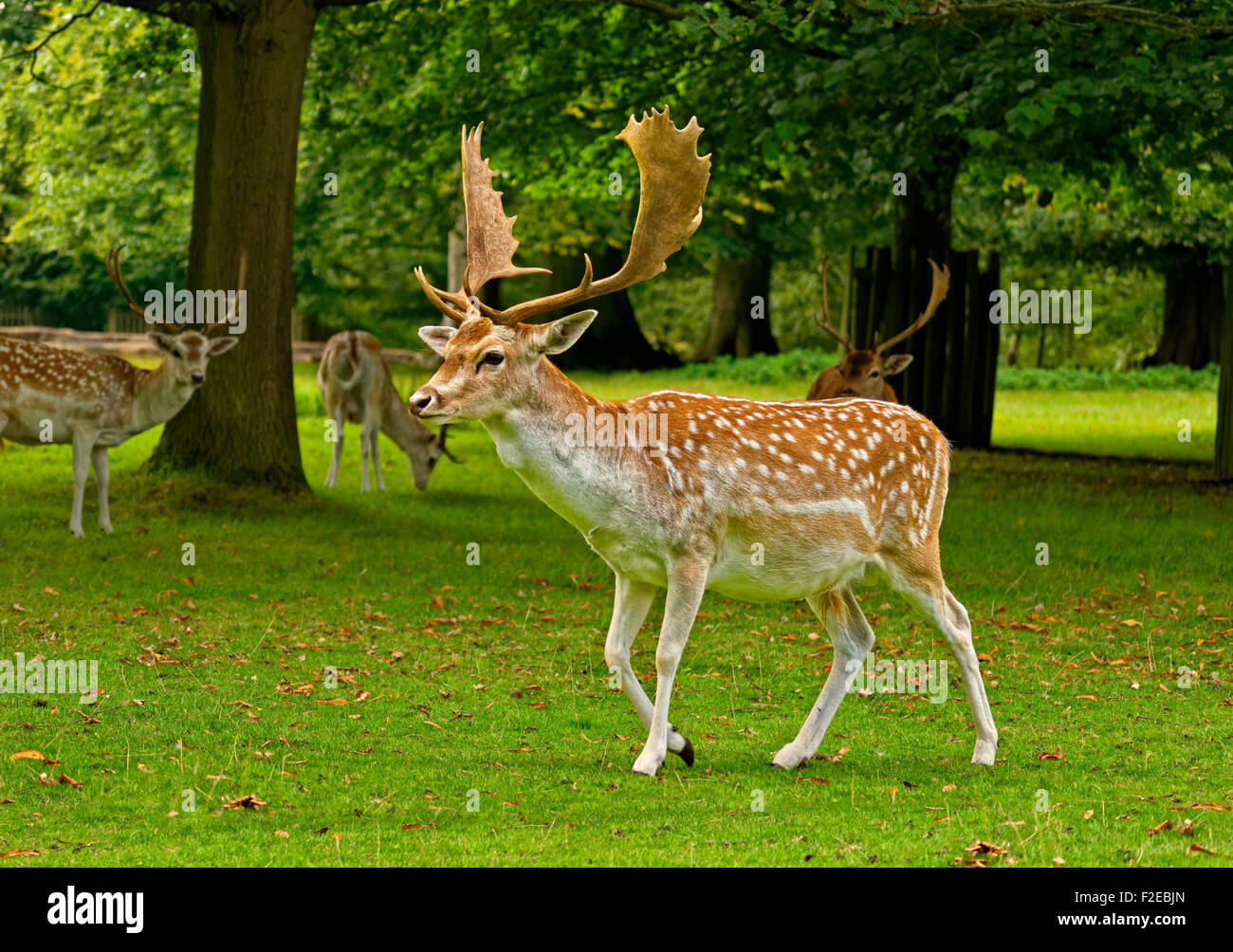 Fallow Deer At Dunham Massey Hall Deer Park Dunham Park Altrincham Fallow Deer At Dunham Massey Hall Deer Park Dunham Park Altrincham
