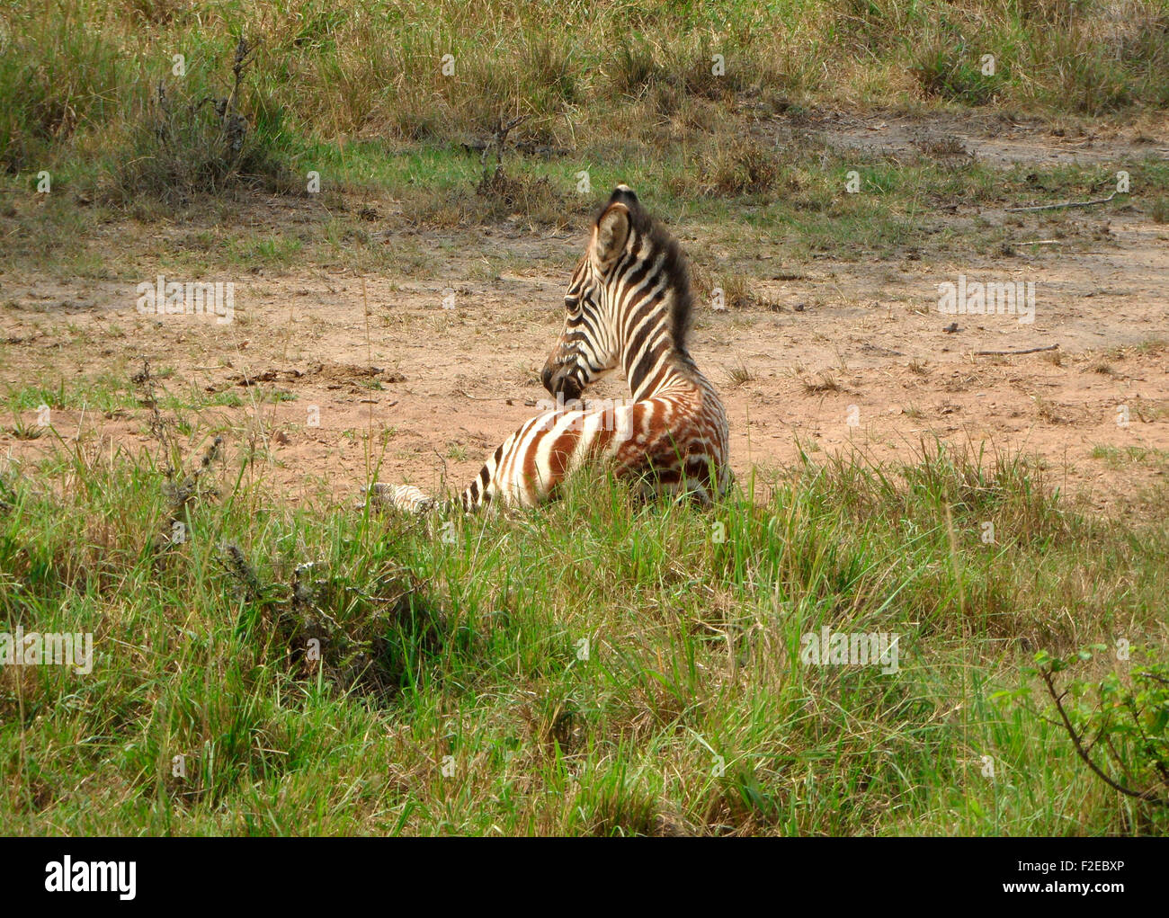sitzendes Zebra-Baby, Queen Elizabeth National Park, Uganda Stock Photo ...
