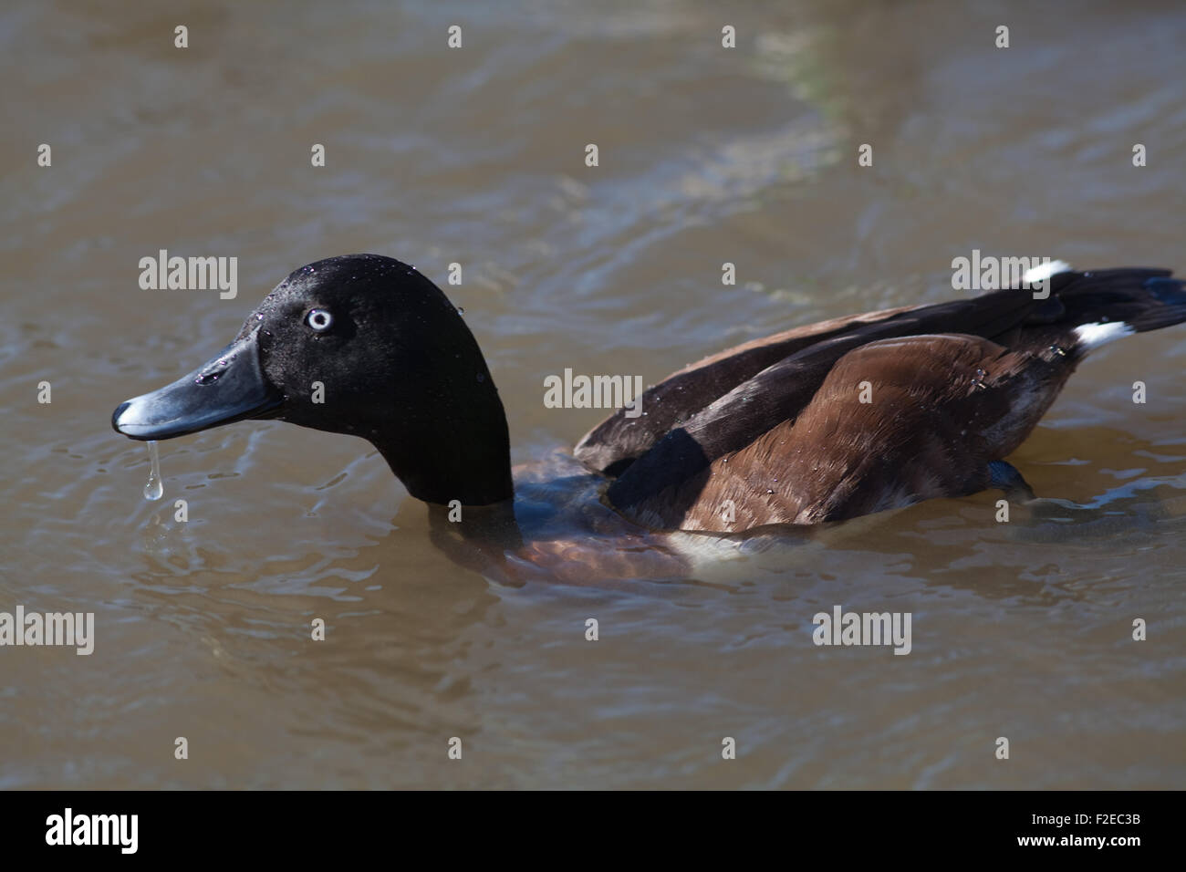 Baer's Pochard (Aytha baeri). Surfacing after a dive Stock Photo - Alamy