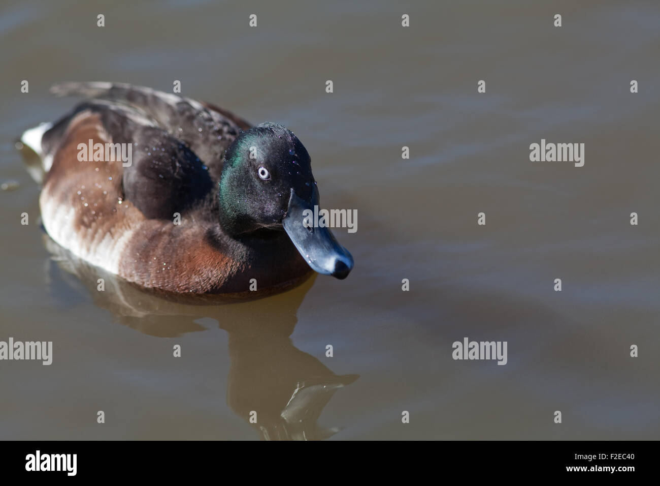 Baer’s Pochard High Resolution Stock Photography and Images - Alamy