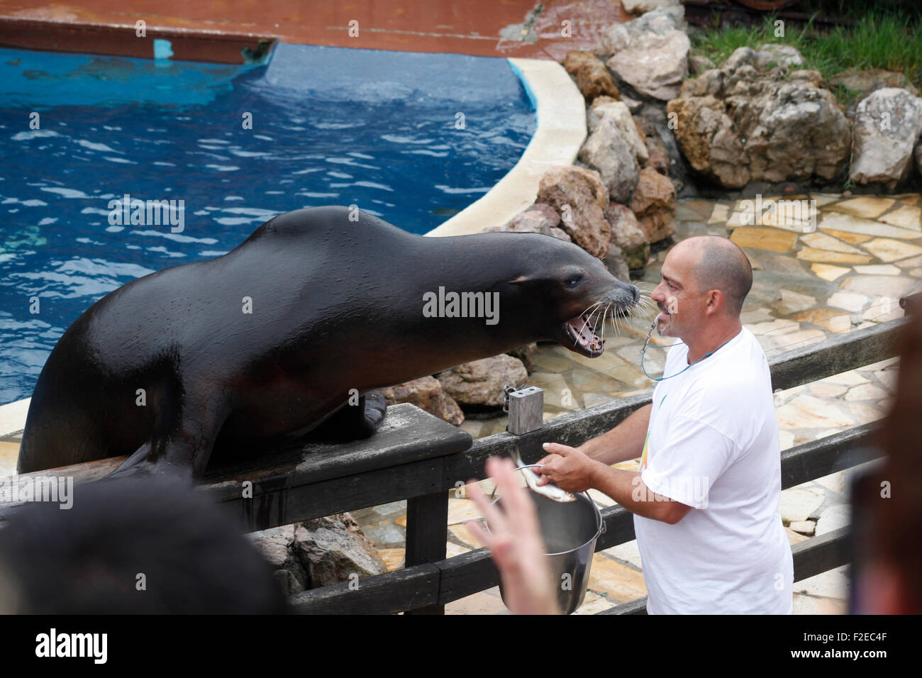 Seal tamer in Cabárceno nature park, Santander, Spain Stock Photo - Alamy