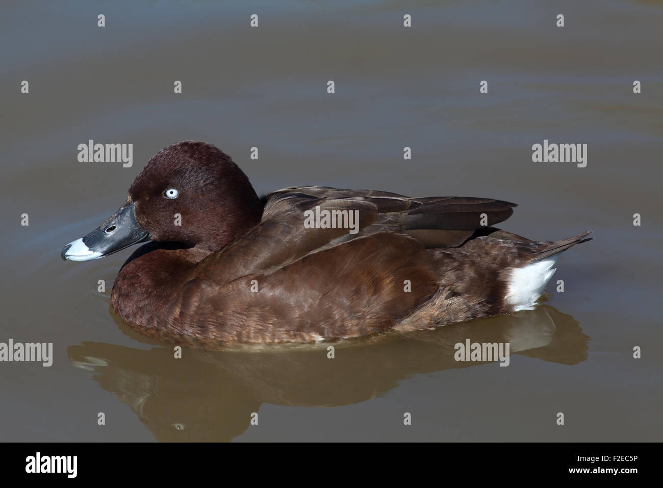 Australian White-eye or Hardhead (Aythya australis australis). Male ...