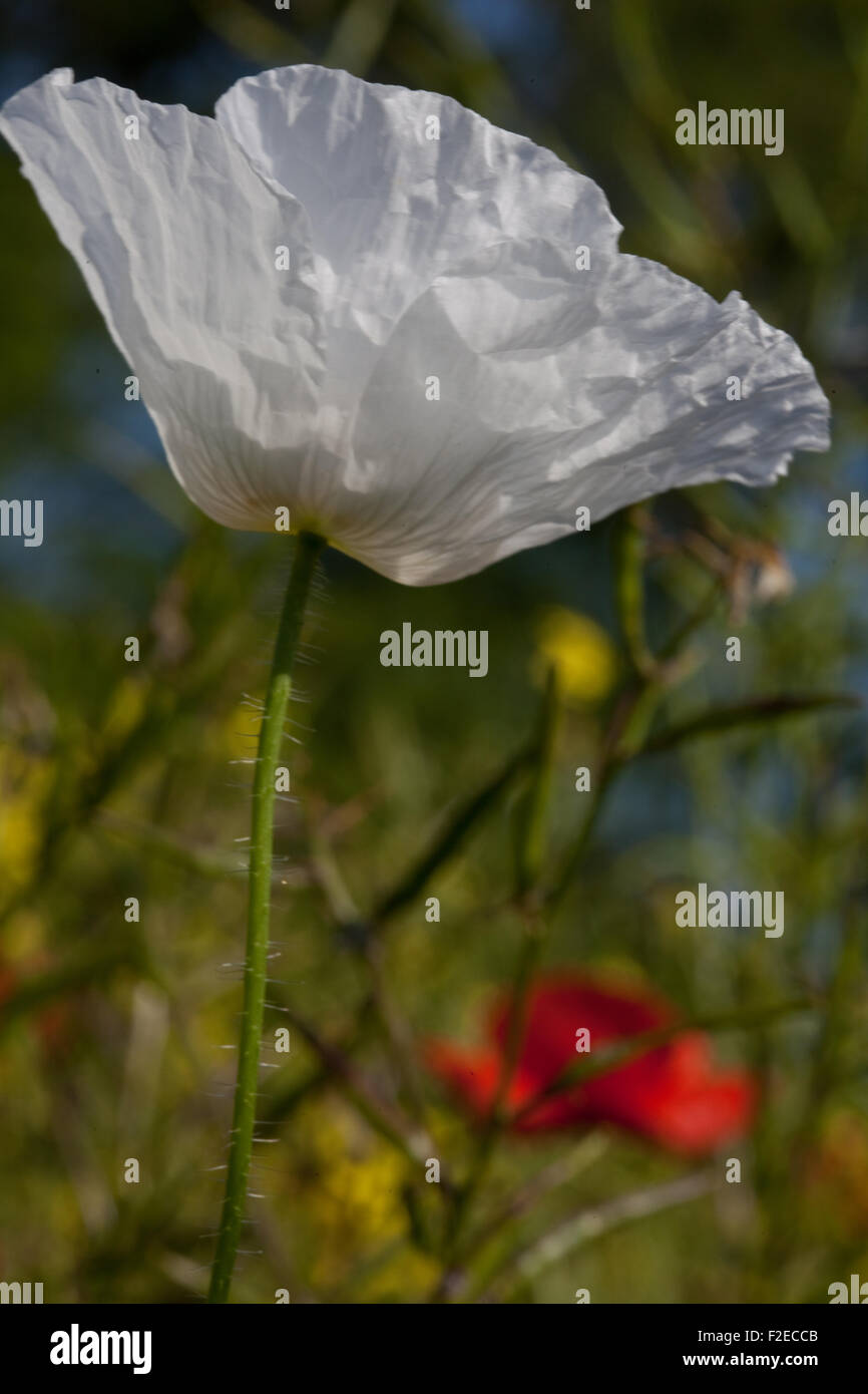 White peace poppy hi-res stock photography and images - Alamy
