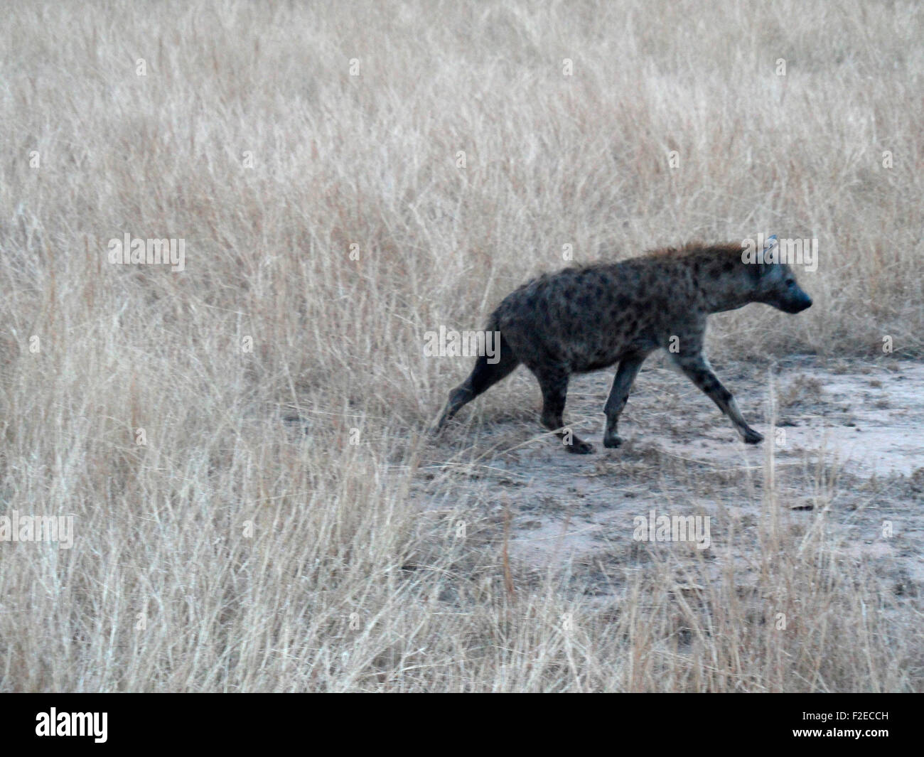 Tuepfelhyaene/ spotted hyena, Queen Elizabeth National Park, Uganda ...
