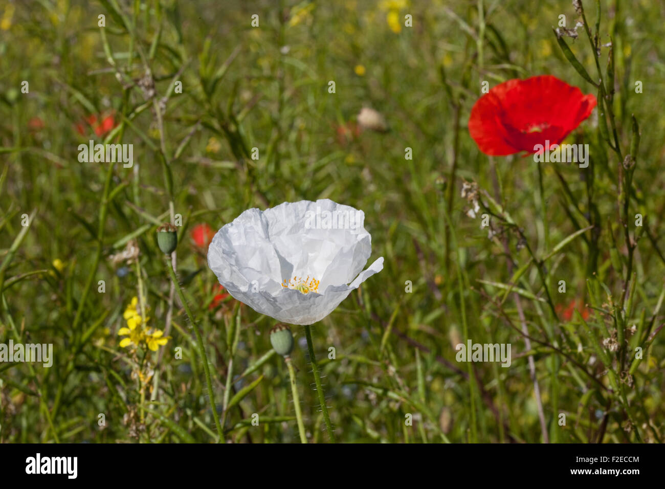 White poppies remembrance hi-res stock photography and images - Alamy