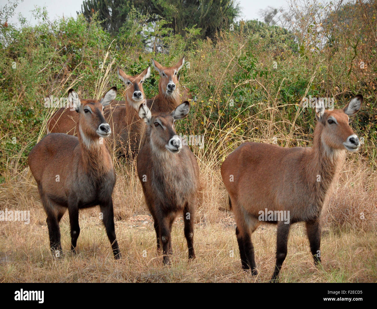 bush duikers/ Kronenducker, Queen Elizabeth National Park, Uganda Stock ...