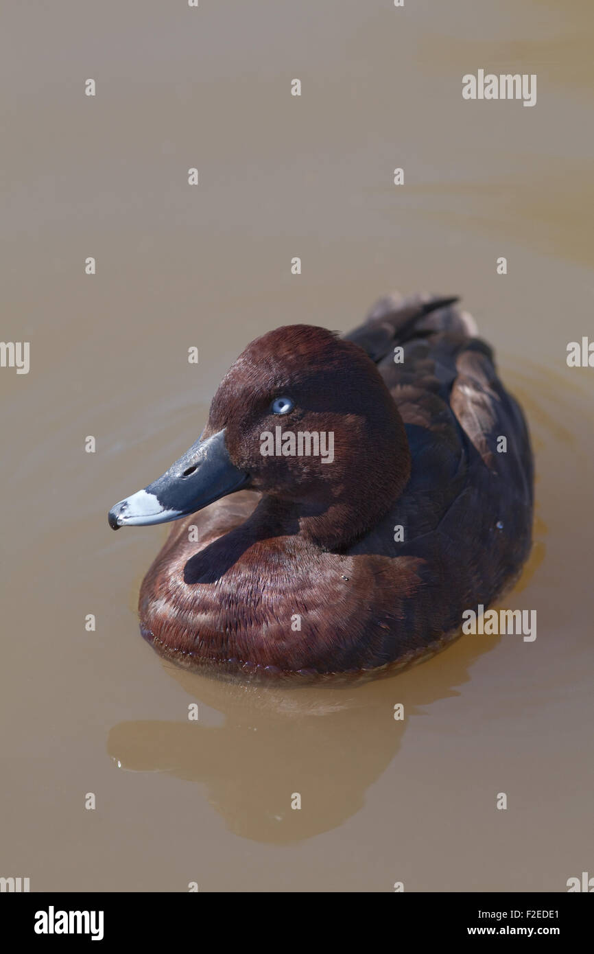 Australian White-eye or Hardhead (Aythya australis australis). Diving ...