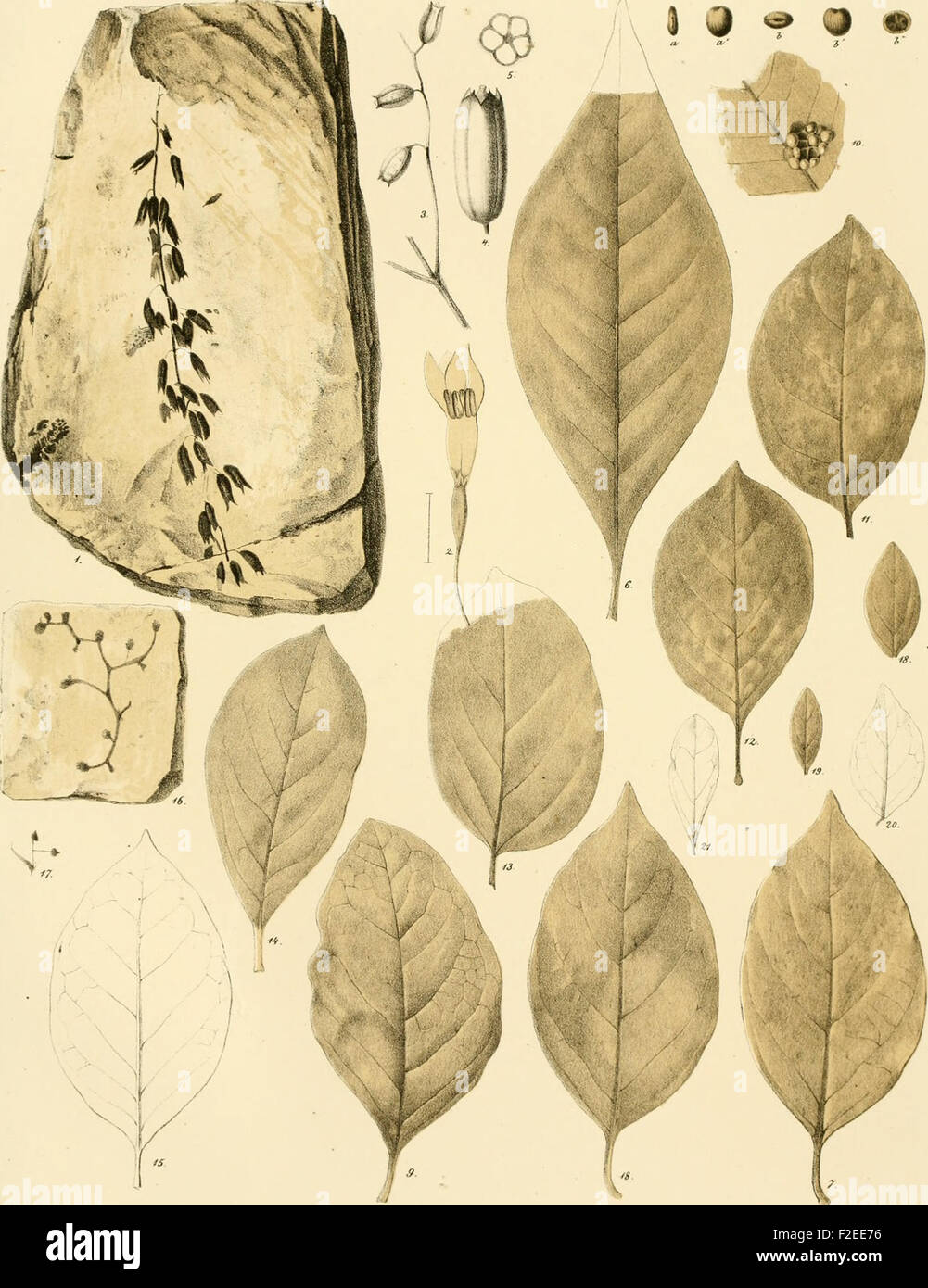 This 1866 volume of the Imperial Academy of Sciences' memoirs features ...