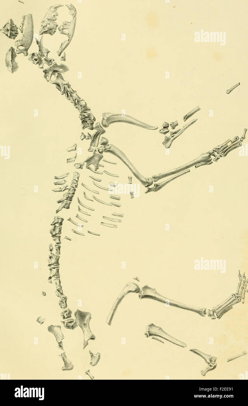 This 1879 volume from the Imperial Academy of Sciences features ...
