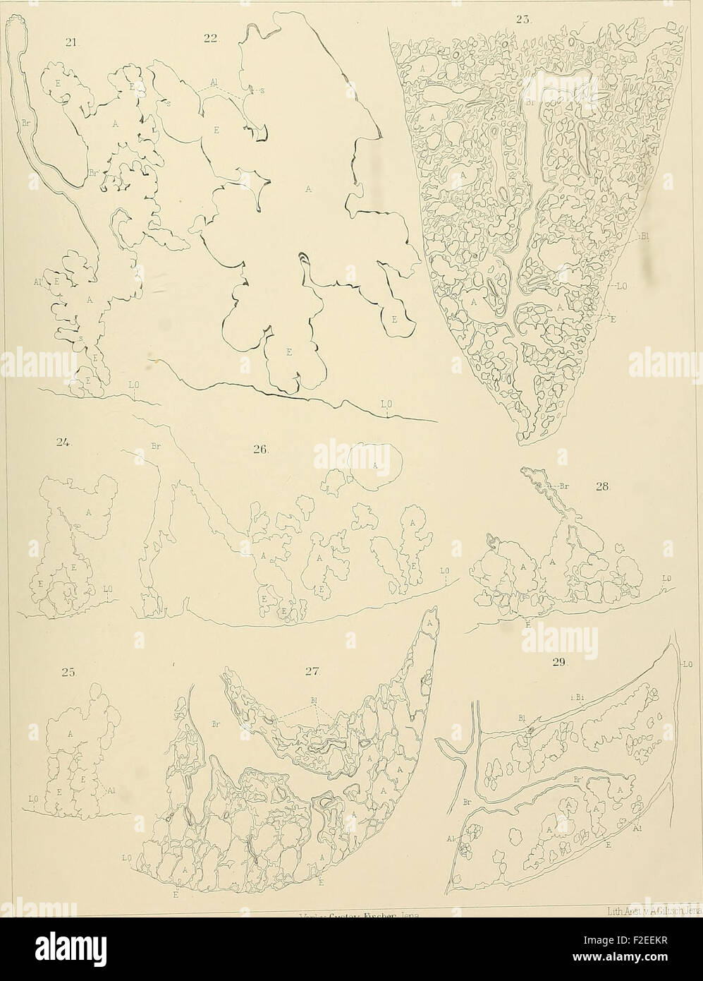 Published in 1897, *Denkschriften* of the Medical-Natural Science ...