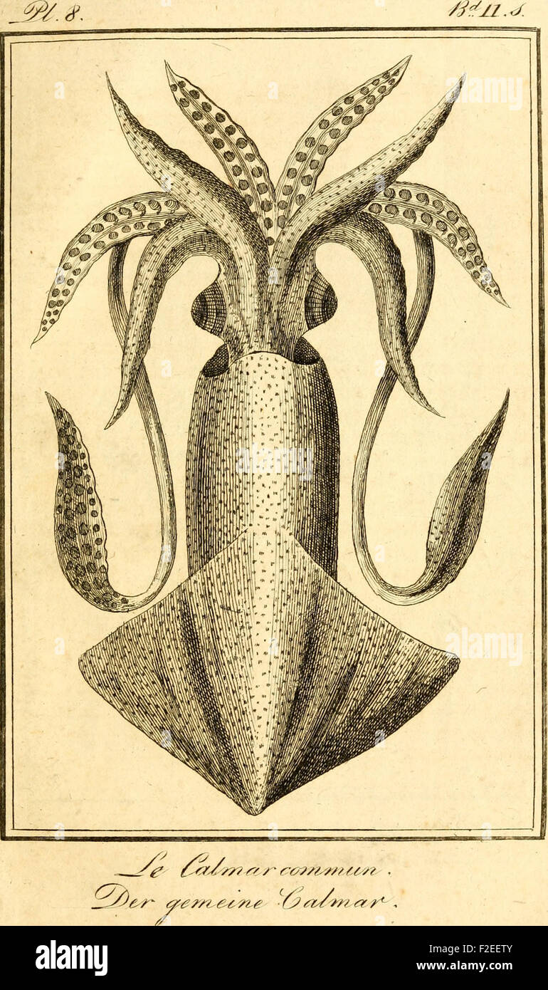 This 1803 work by Denys Montfort provides a detailed natural history of ...