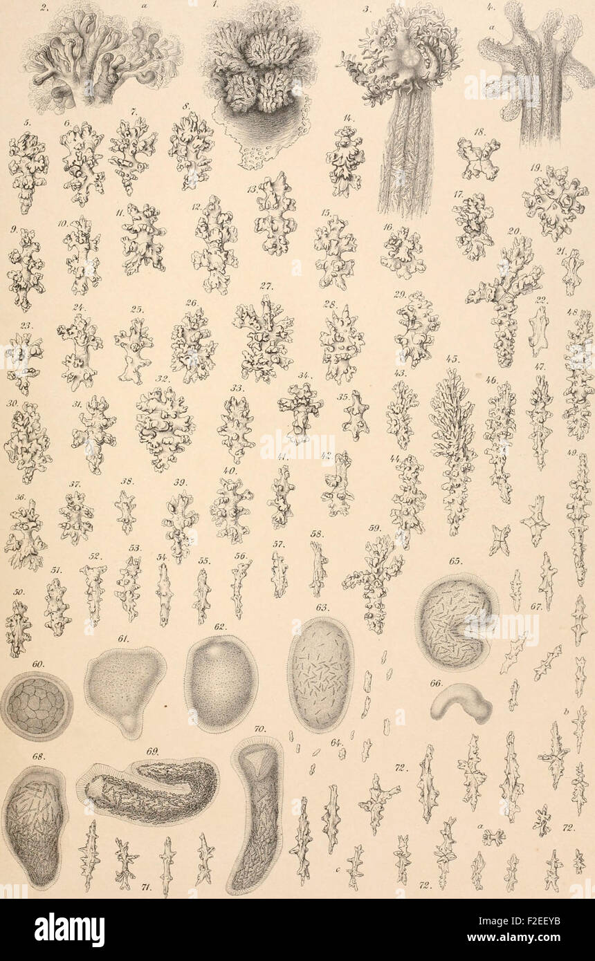 This work details the Norwegian North Sea Expedition of 1876-1878 ...