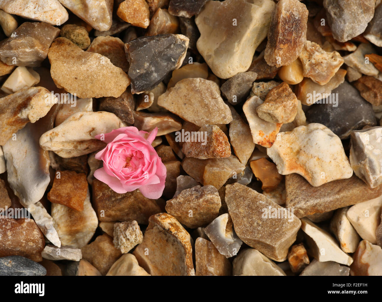 Single rose hi-res stock photography and images - Alamy