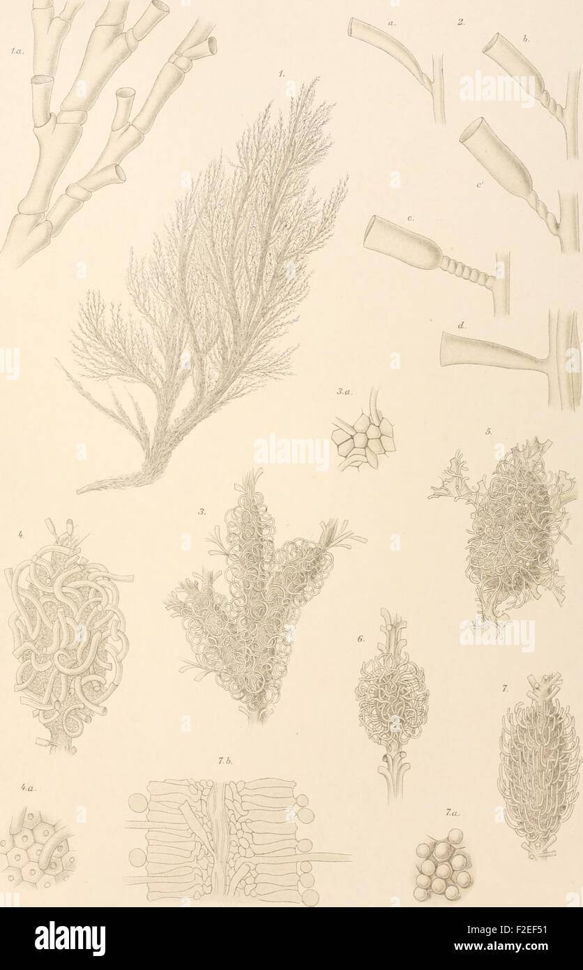 This series of volumes documents the Norwegian North Sea Expedition ...