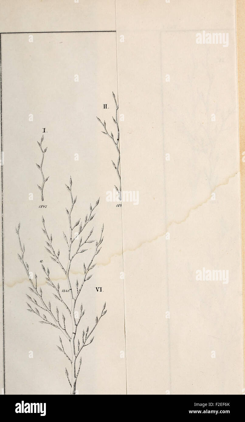 'Der Baum' (1854) explores the form and life history of woody plants ...