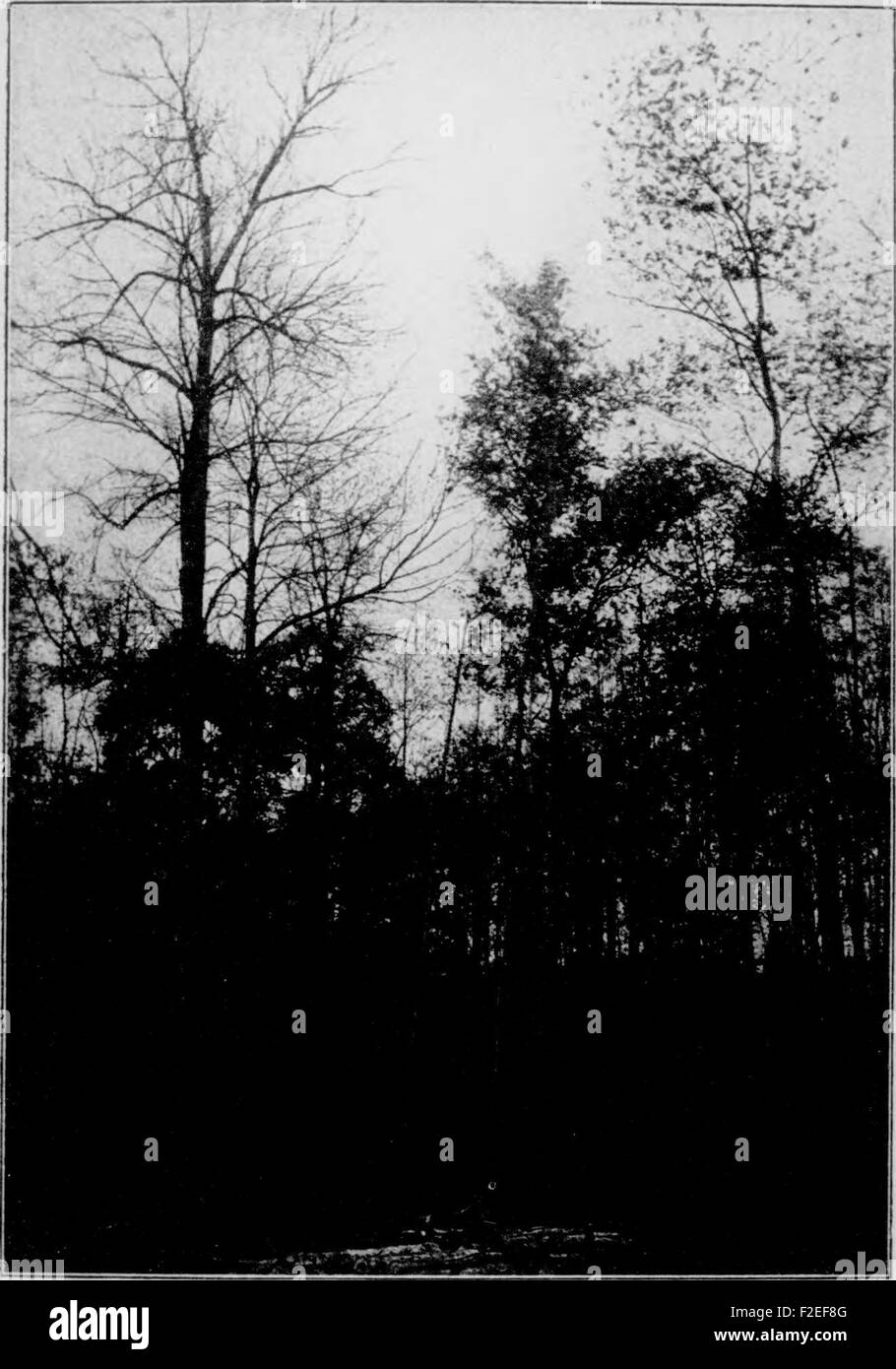 *Der deutsche Wald* (The German Forest) from 1914 explores the ecology ...