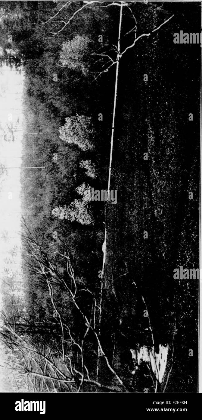 *Der deutsche Wald* (The German Forest) is a 1914 book exploring the ...