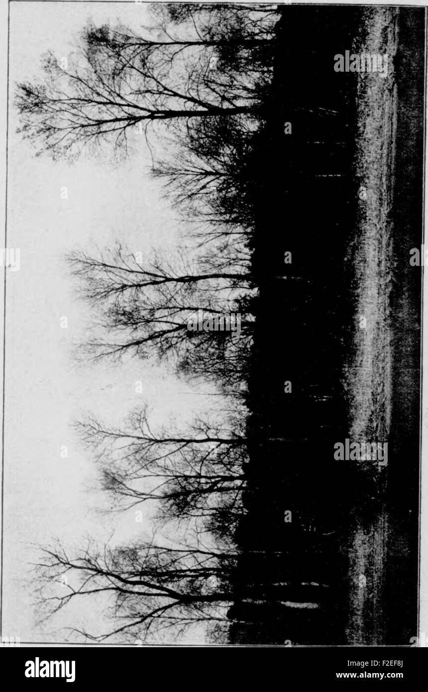 This 1914 work, *Der deutsche Wald*, examines the German forests, their ...