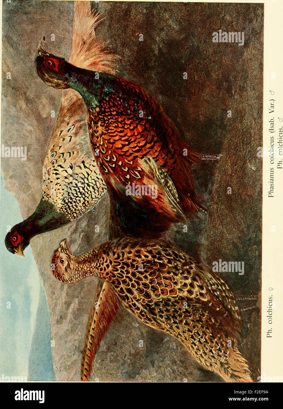 This work from 1906 focuses on the history and zoology of pheasants in ...