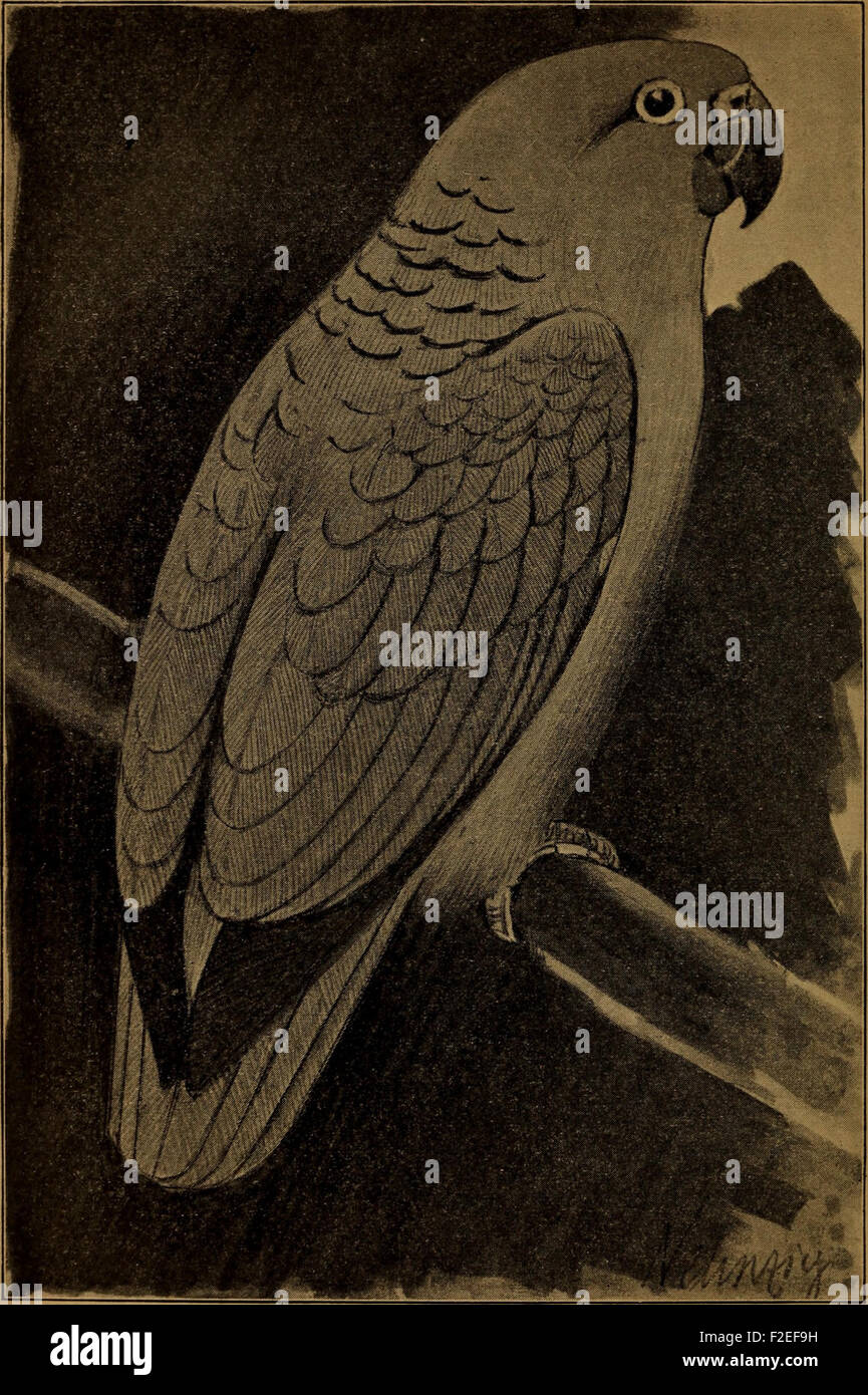 This 1896 work focuses on the natural history of the grey parrot ...