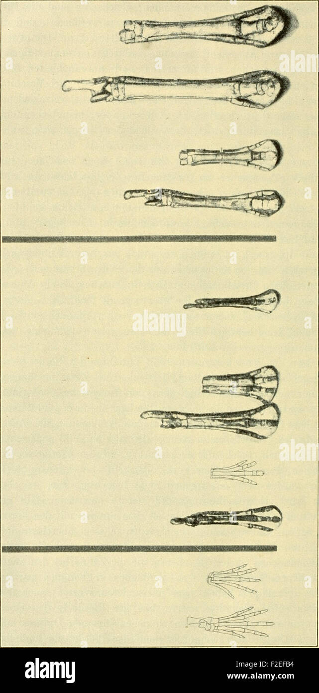 'Der Mensch, sein Ursprung und seine Entwicklung' is a 1911 work that explores human origins and ...