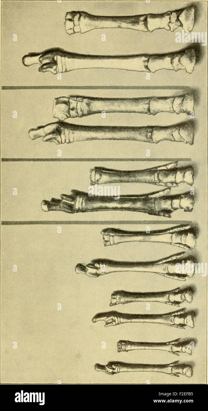 *Der Mensch, sein Ursprung und seine Entwicklung* (1911) is a work by Ernst Haeckel, presenting ...