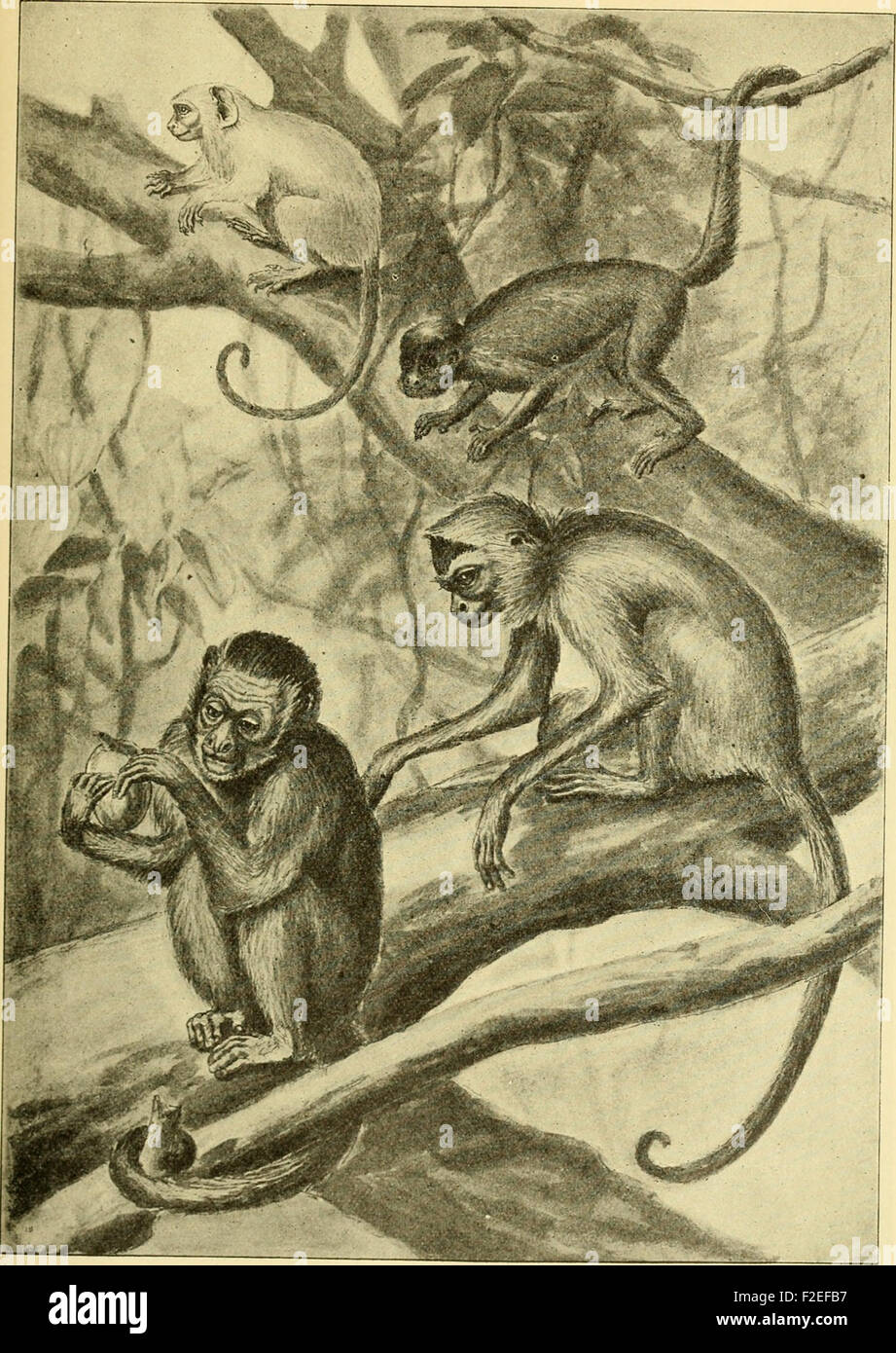 An illustration from *Der Mensch, sein Ursprung und seine Entwicklung* (1911), a book exploring ...