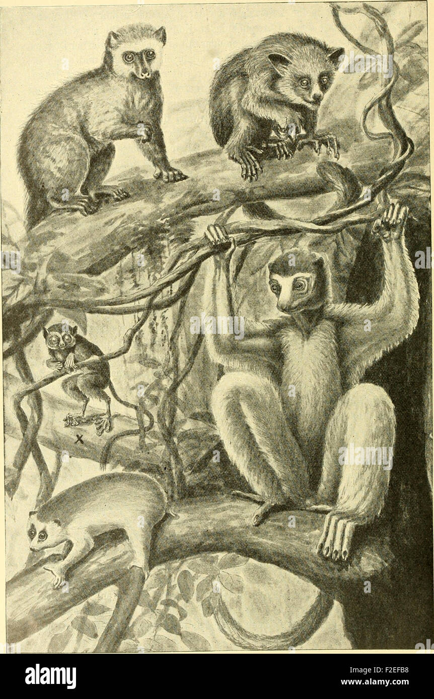 Der Mensch, sein Ursprung und seine Entwicklung, in gemeinverständlicher Darstellung (1911 Stock ...