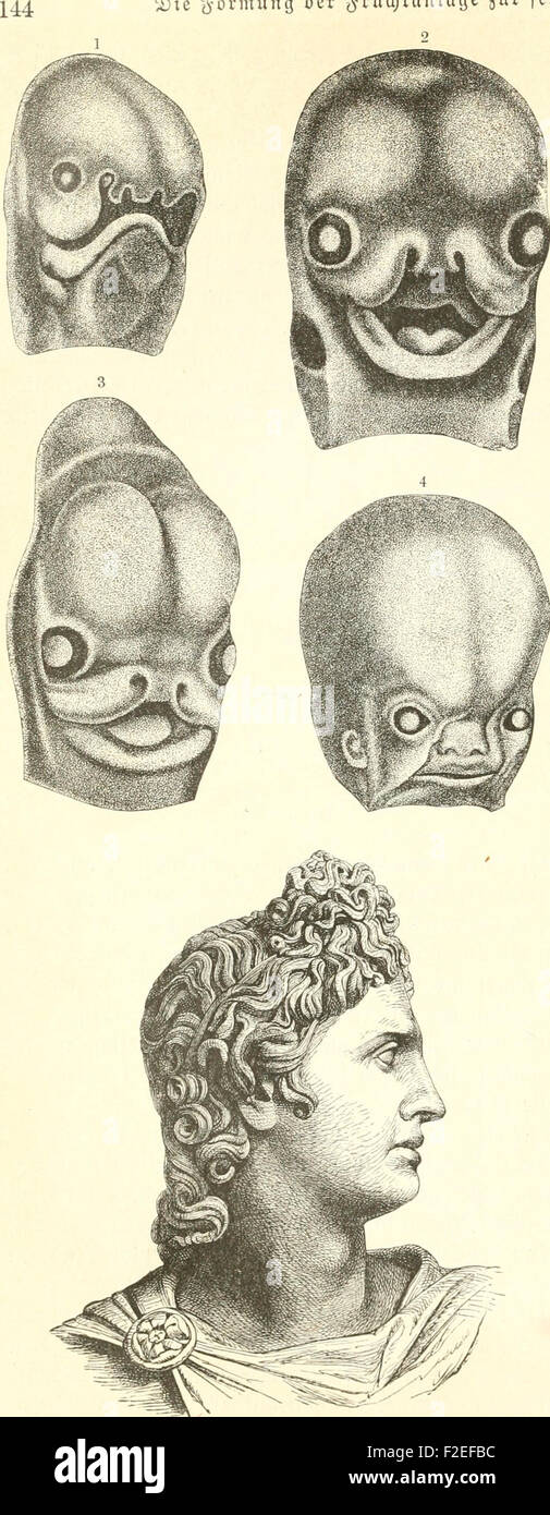 'Der Mensch' is a German work from 1886 focusing on human biology ...