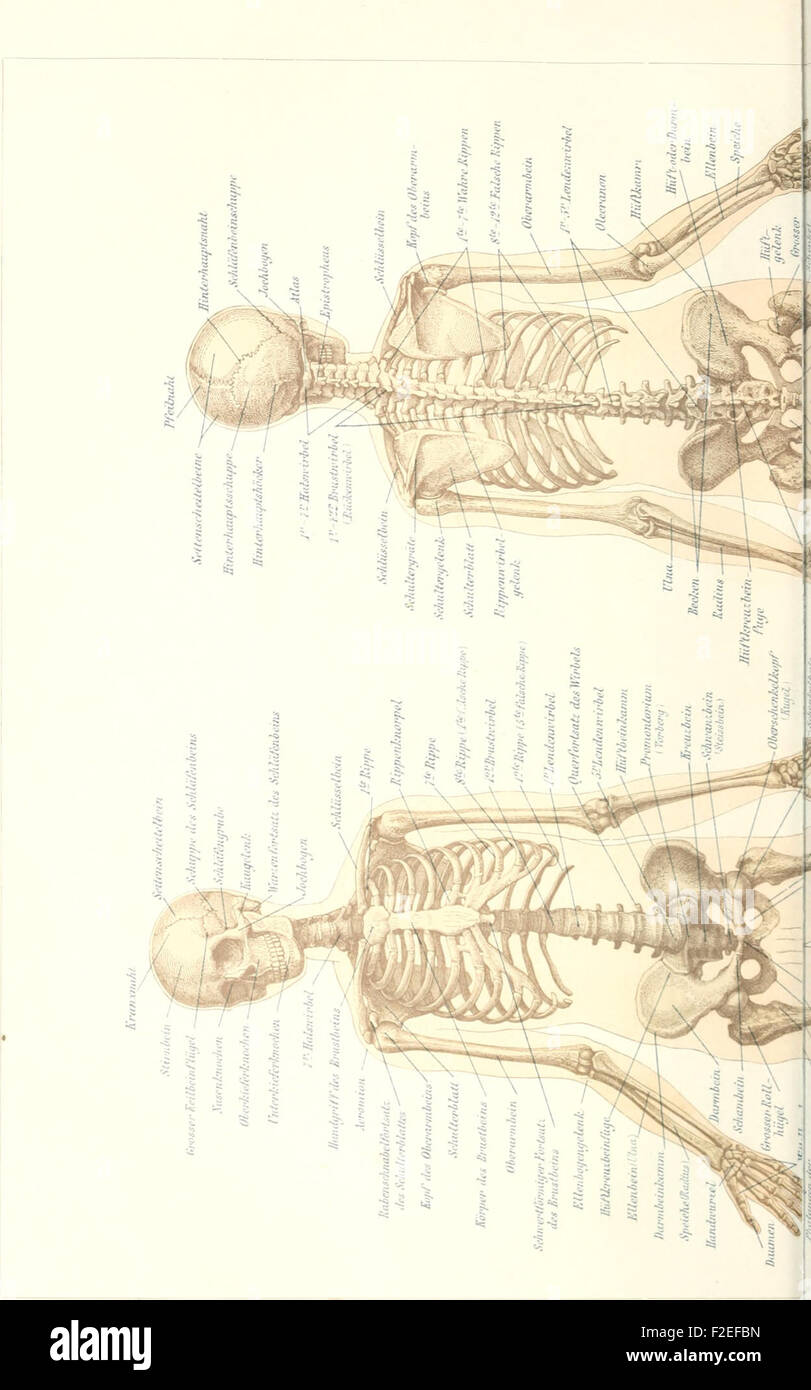 'Der Mensch' (1886-) is a German-language work focusing on human ...