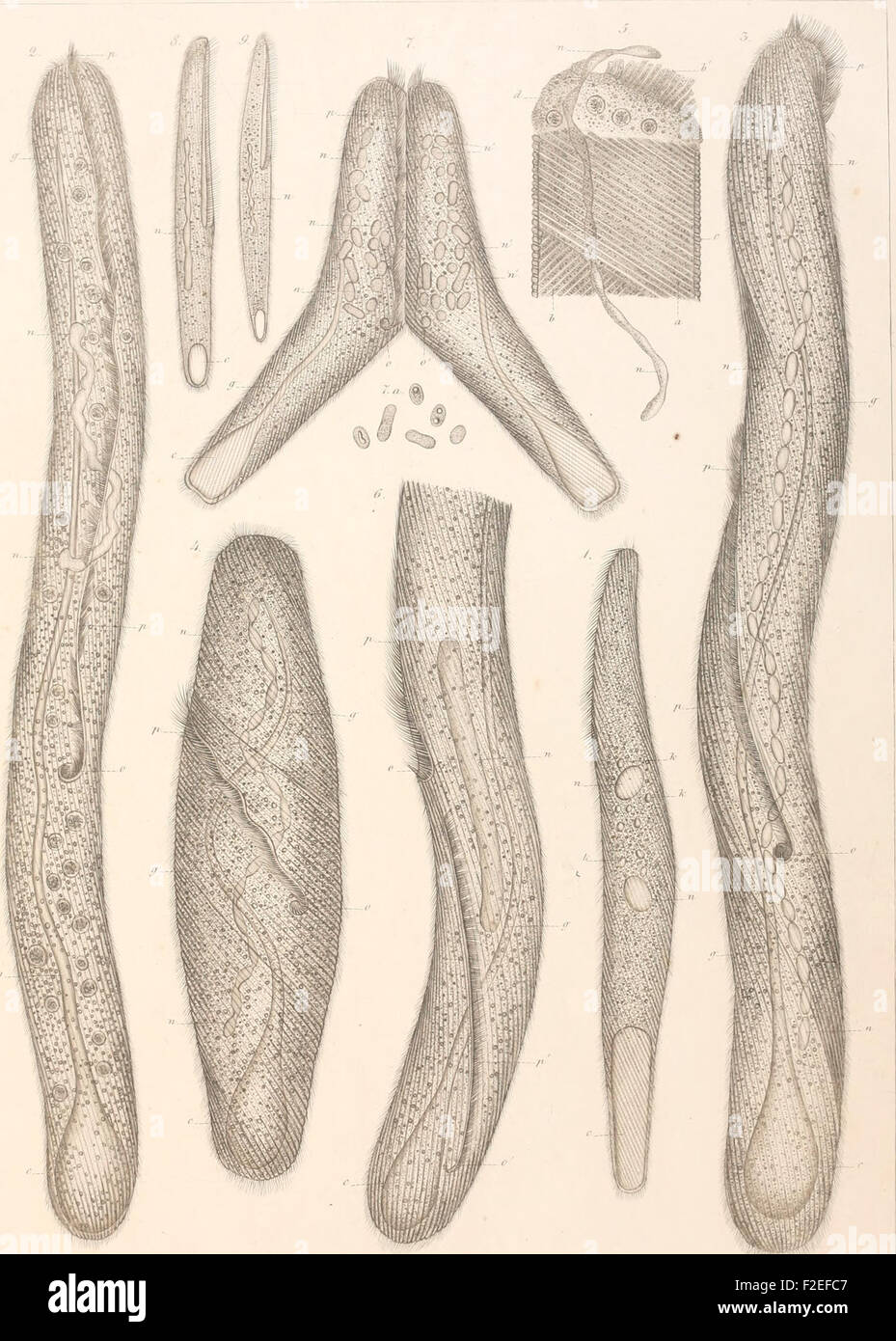 This work, 'Der Organismus der Infusionsthiere,' provides detailed ...