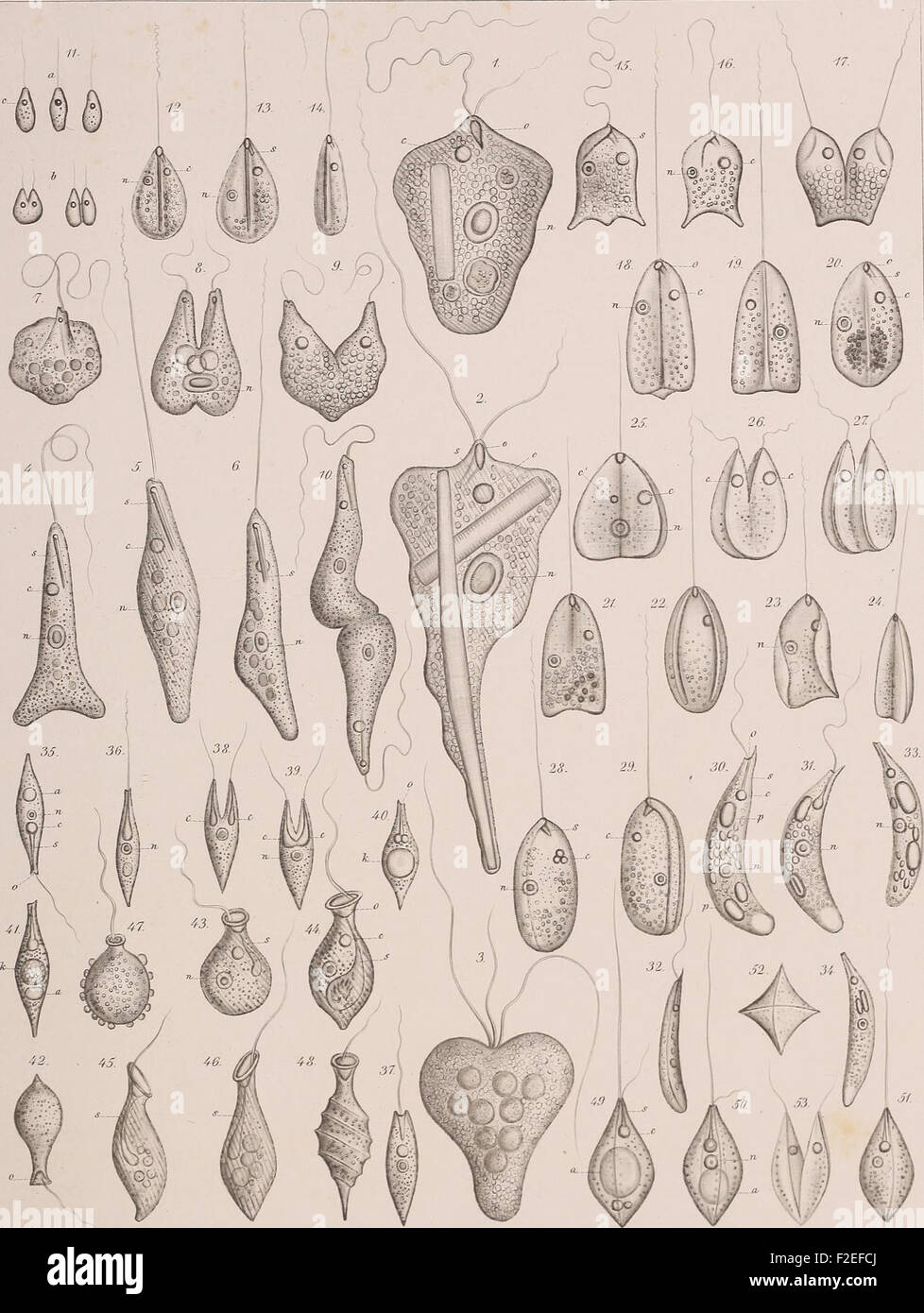 'Der Organismus der Infusionsthiere' (1878) explores the structure and ...