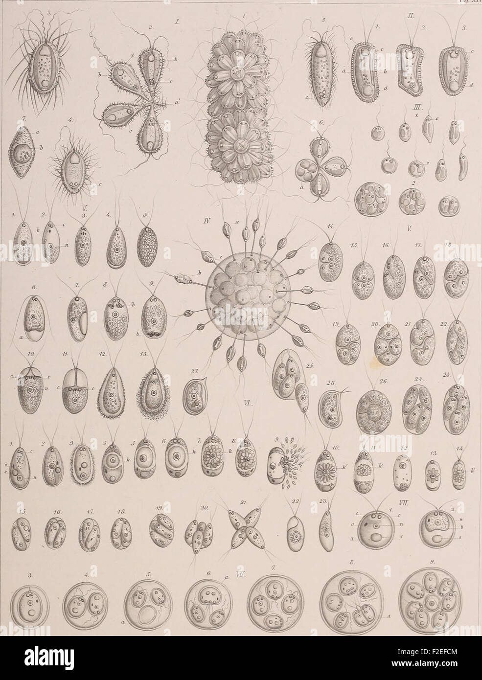 This 1878 work examines the structure and biology of Infusoria, a ...