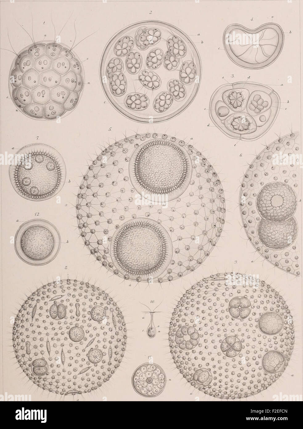 Der Organismus der Infusionsthiere (1878) by Max Schultze is a classic ...