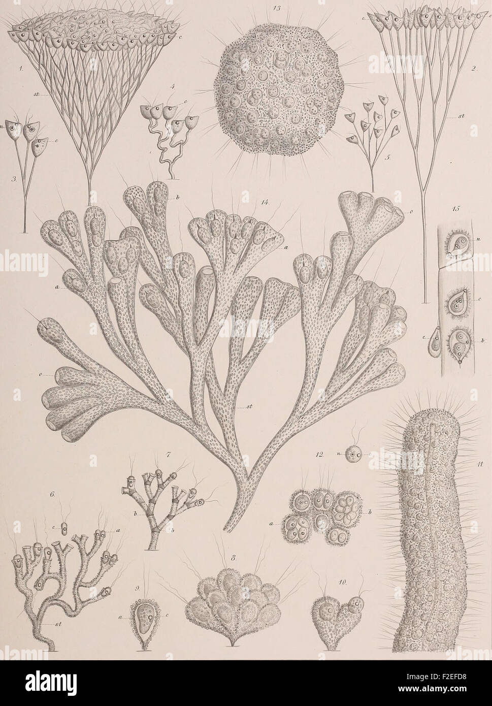 'Der Organismus der Infusionsthiere' is a 19th-century work by ...