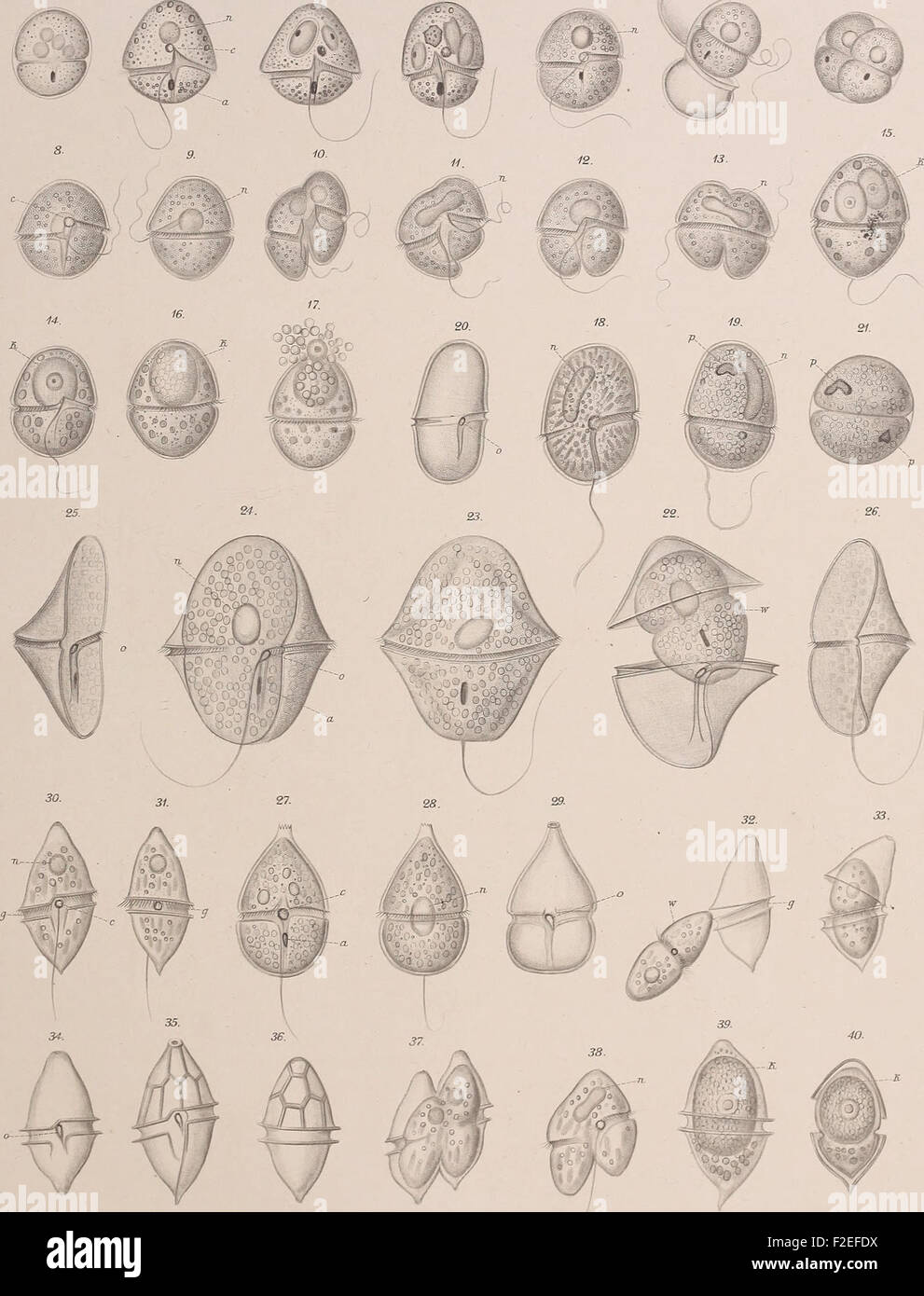 'Der Organismus der Infusionsthiere' (1883) is a detailed study of ...