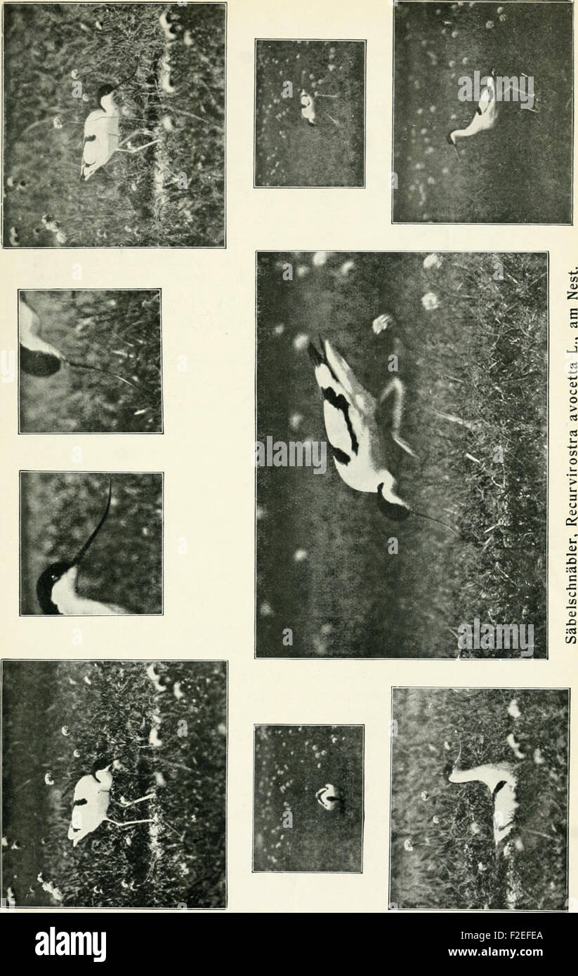 'Der Ornithologische Beobachter' (The Ornithological Observer) is a ...