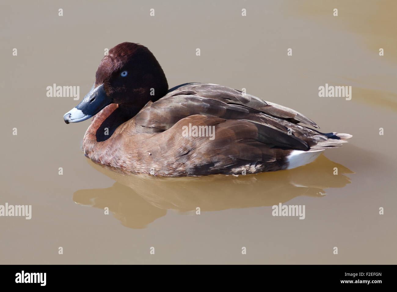 Hardhead hi-res stock photography and images - Alamy