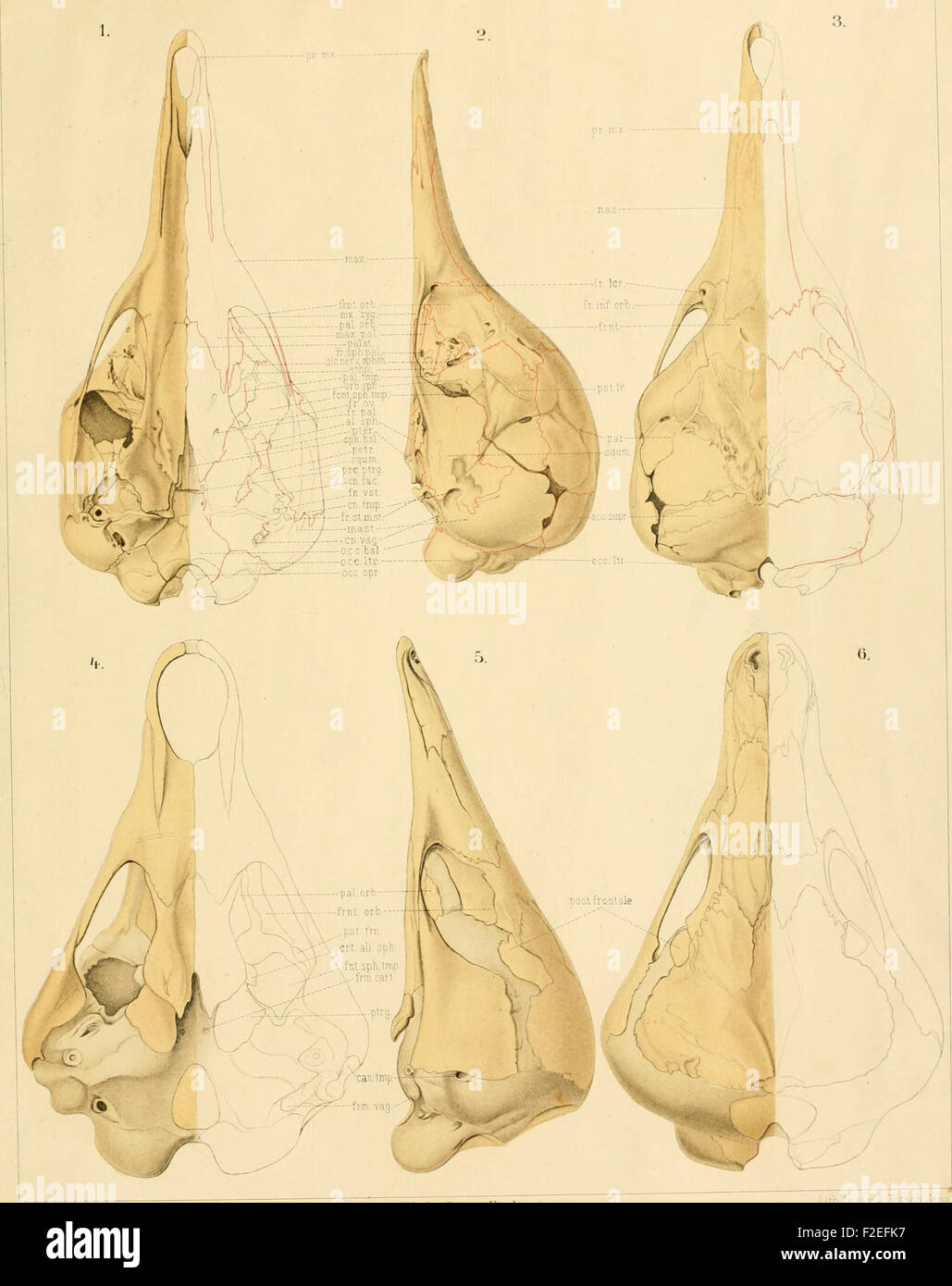 *Der Schädelbau der Monotremen* (The Skull Structure of Monotremes) is ...