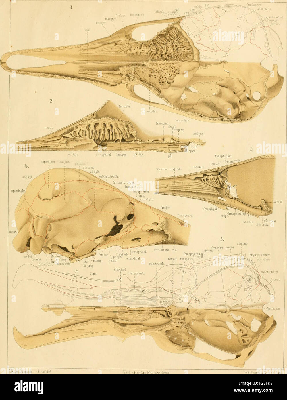 Published in 1901, this work focuses on the skull structure of ...