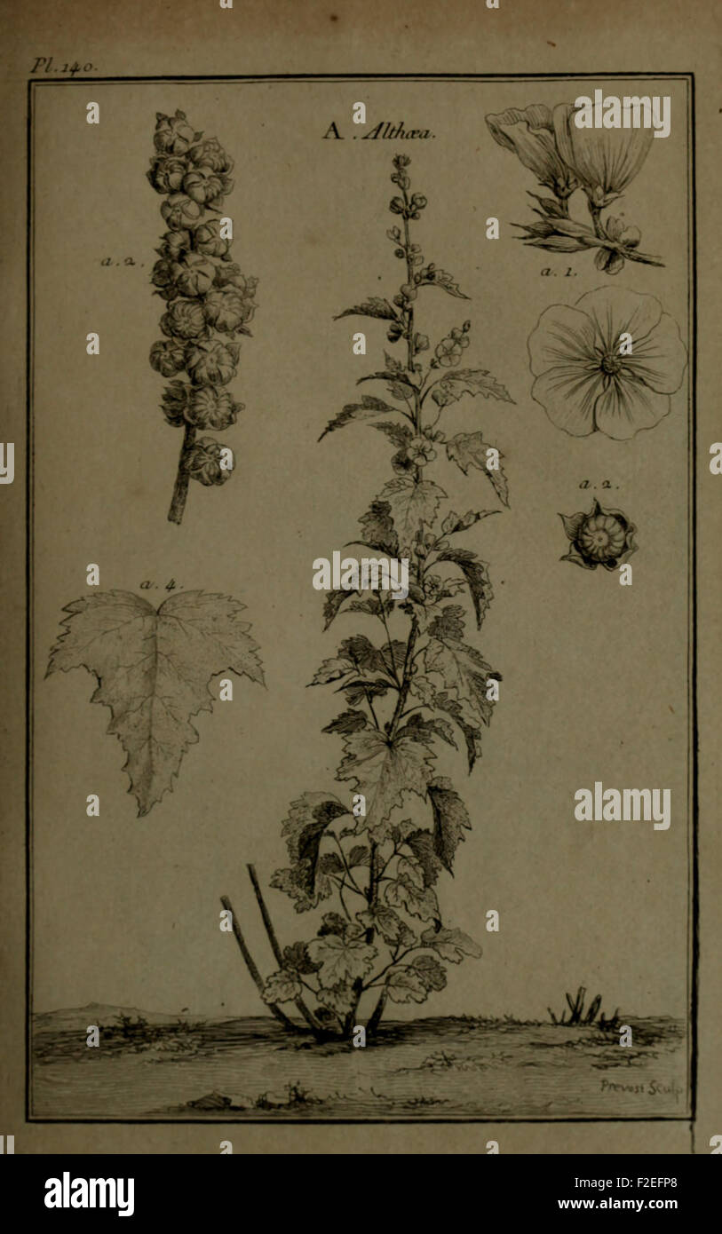 This 18th-century work describes the virtues and uses of 719 plants ...