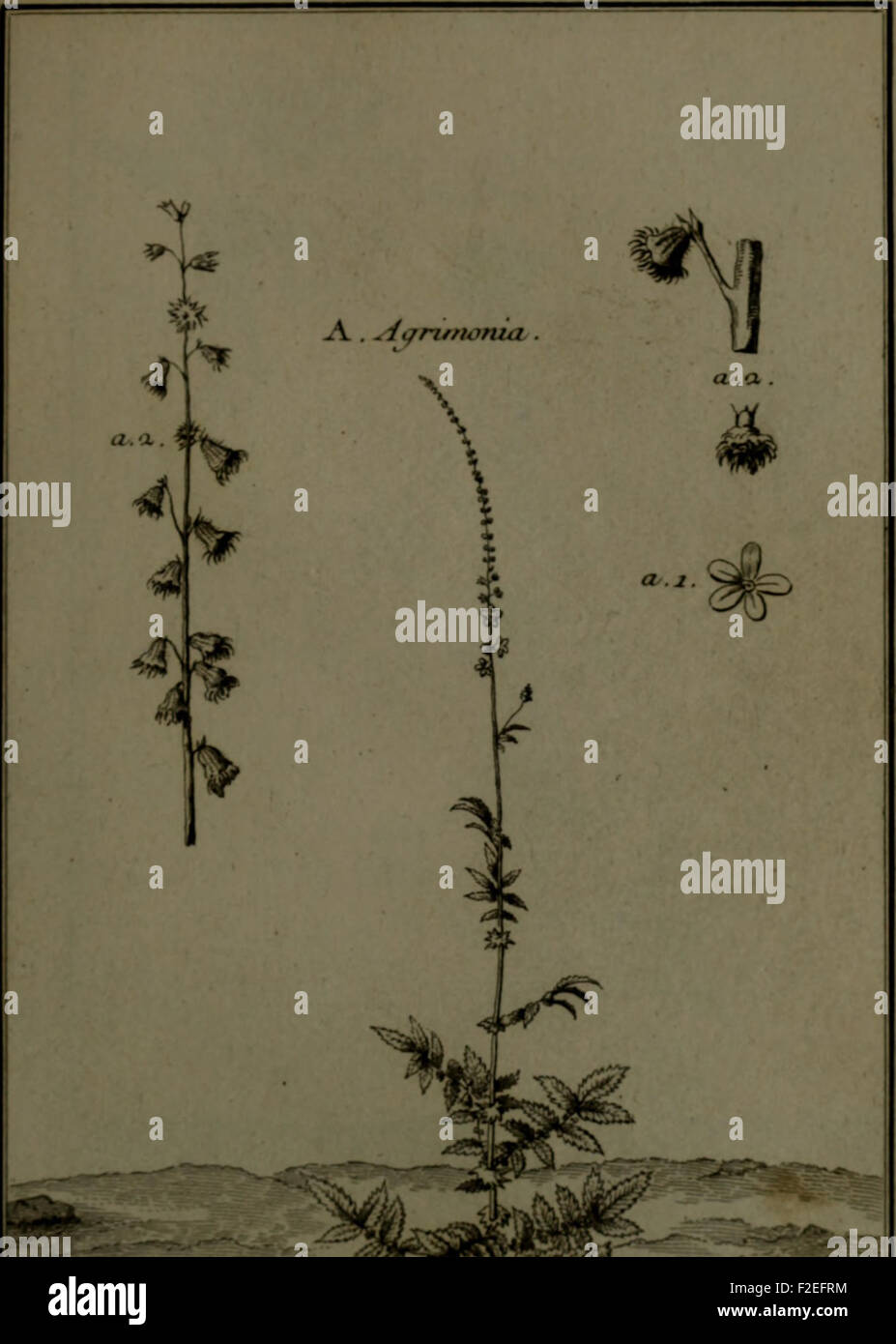 Description, vertus et usages de sept cents dix-neuf plantes - tant ...