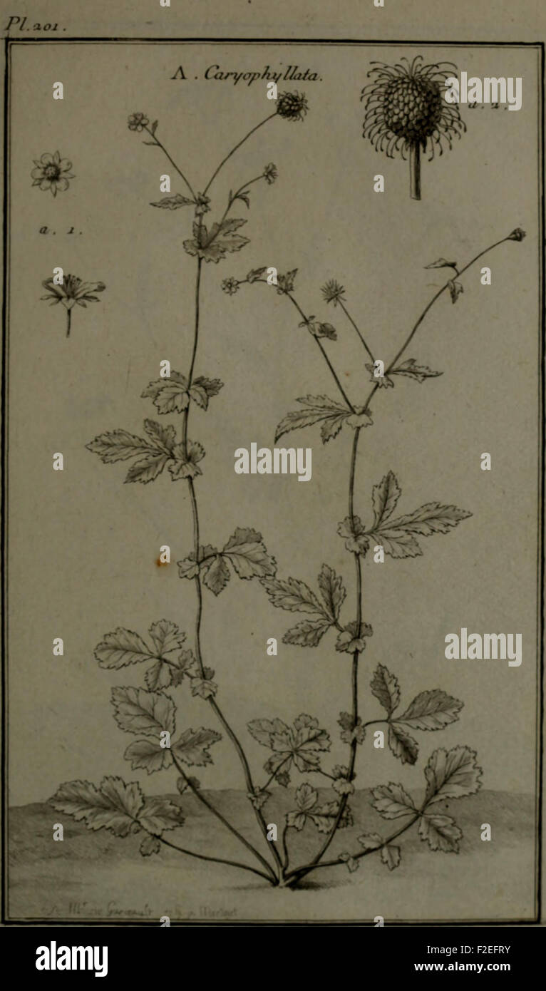 An illustration from 'Description, Vertus et Usages de Sept Cents Dix ...