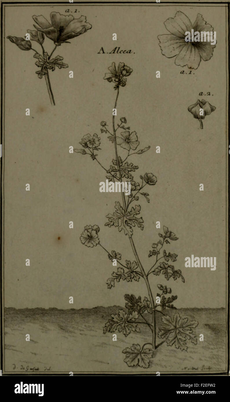 This 18th-century work details the properties and uses of 719 plants ...